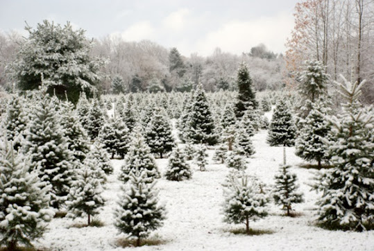 Civilization Of The Past The Story Of Christmas Tree civilization-of-the-past-the-story-of-christmas-tree