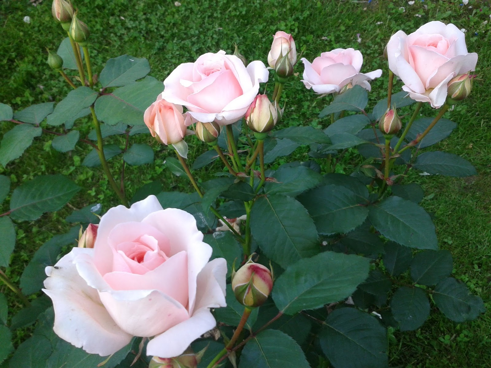 Ranczo Elma: Róża (Rosa) Clair Renaissance