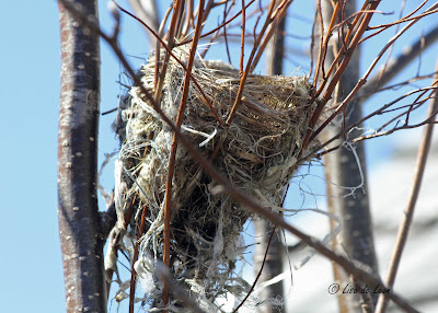 Birding with Lisa de Leon: Yellow Warbler Nest