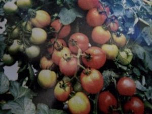 Toko Pertanian Terdekat | Lmga Agro: Jenis Tomat Besar Benih Lentana F1 ...