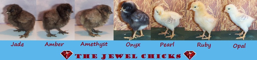 The Jewel Chicks: Day 1 - Meet the Jewel Chicks