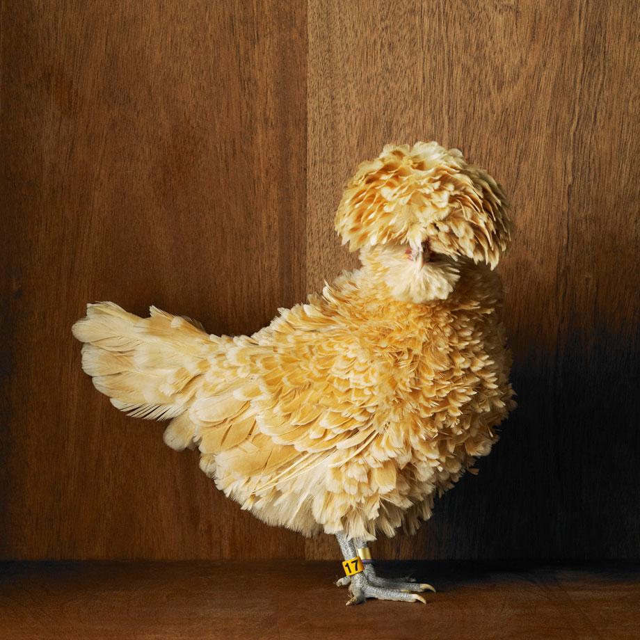 Tamara Staples: The Chicken Fancy and Pretty Birds