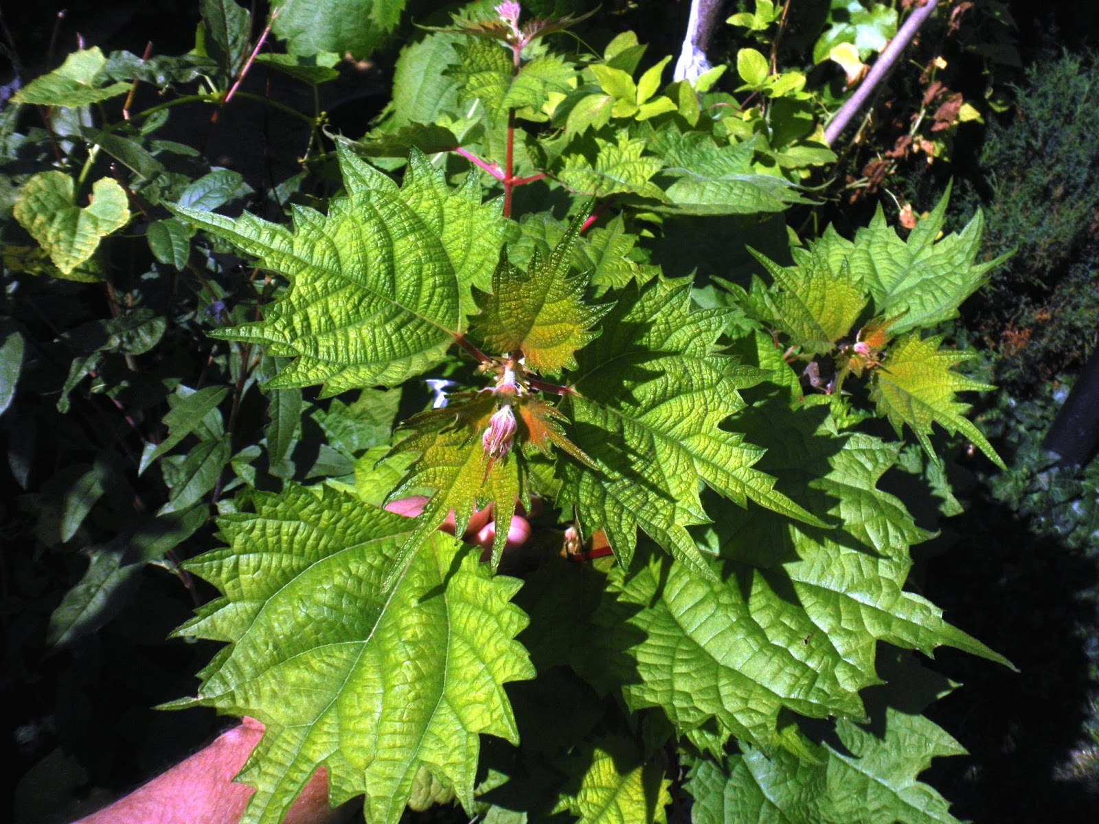 Scirpidiella's Plants: False Nettles - Ramie cousins (Boehmeria sp. div.)