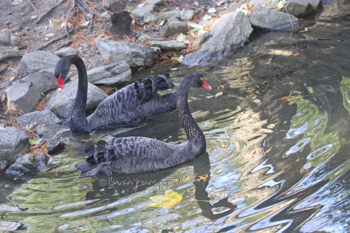 The Last Leaf Gardener: A New Perspective re Animals Who Are Living in ...