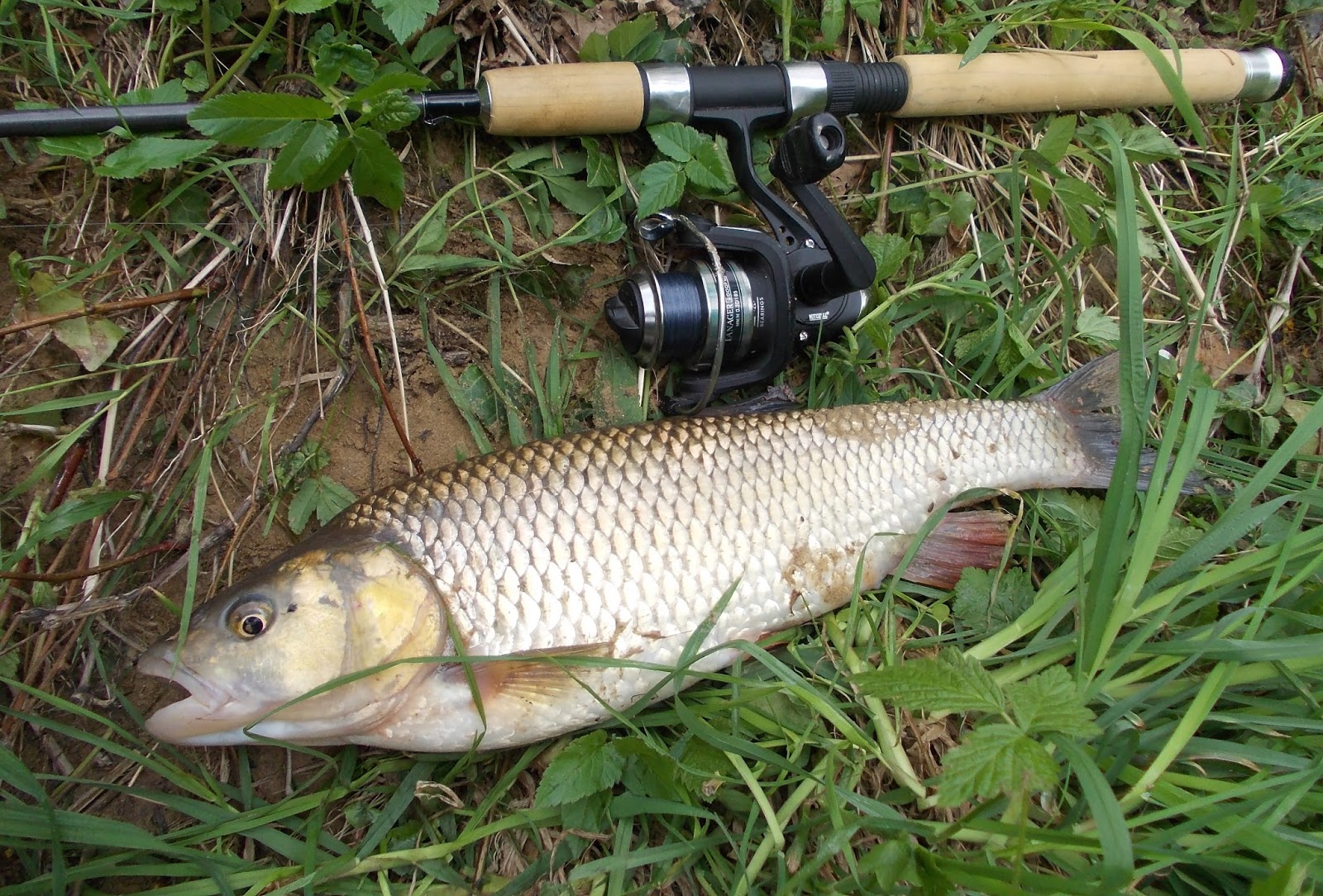 RIBOLOV NA MOJ NAČIN: Pod panj i što sporije - krupan klen u rano proleće