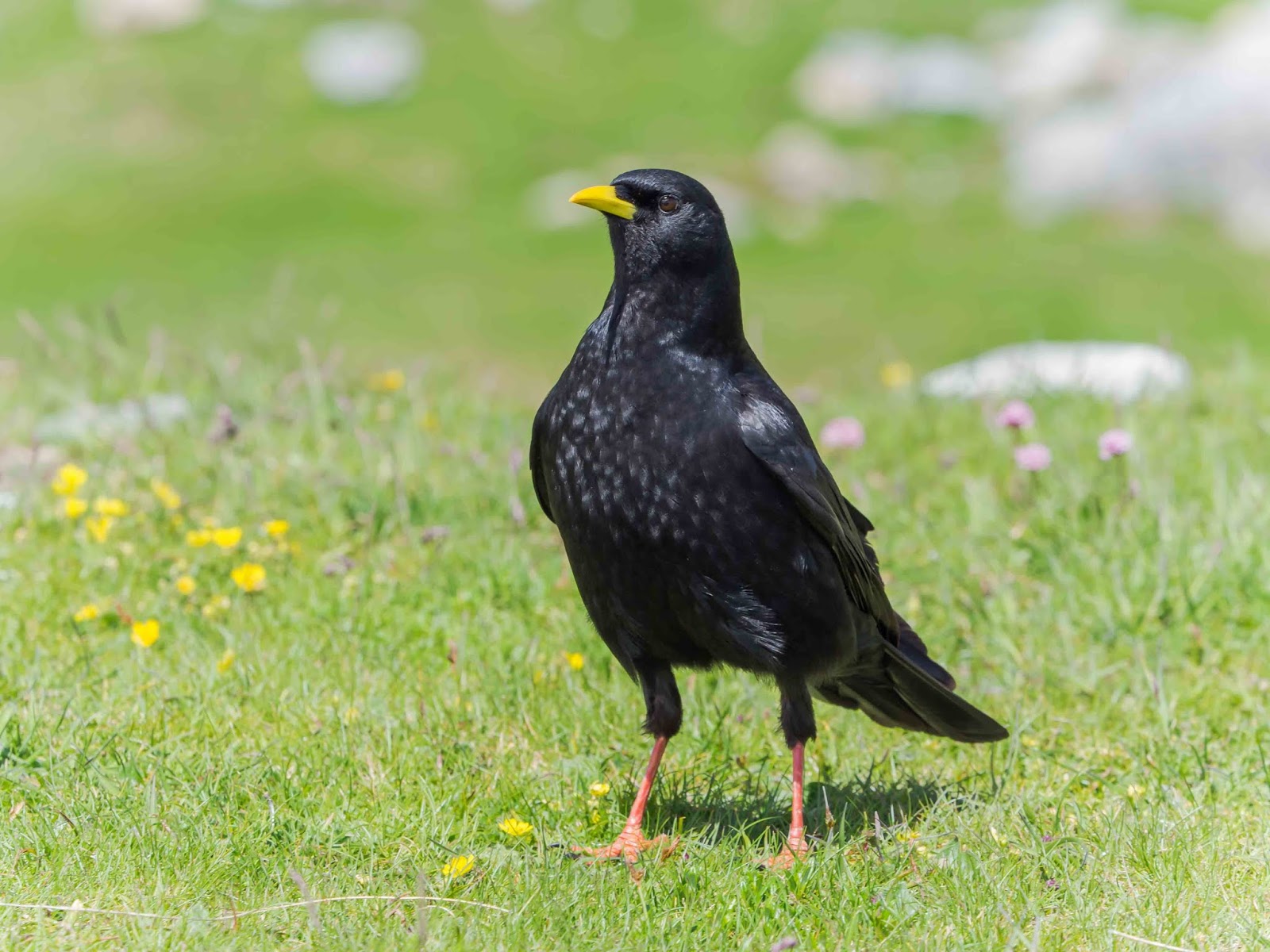 CHOVA PIQUIGUALDA - Pyrrhocorax graculus | Observatorio de la Naturaleza