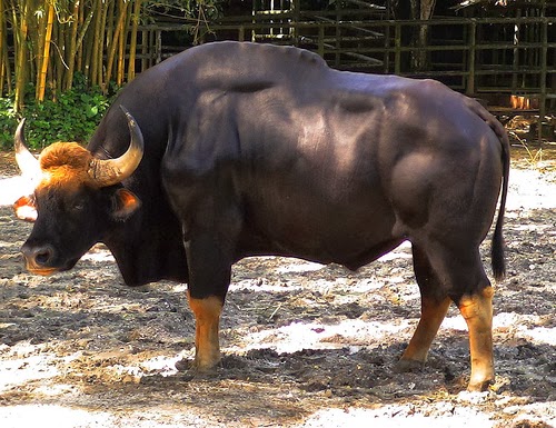 Apa Beza Seladang Dengan Banteng? ~ Kau Tahu Tak??