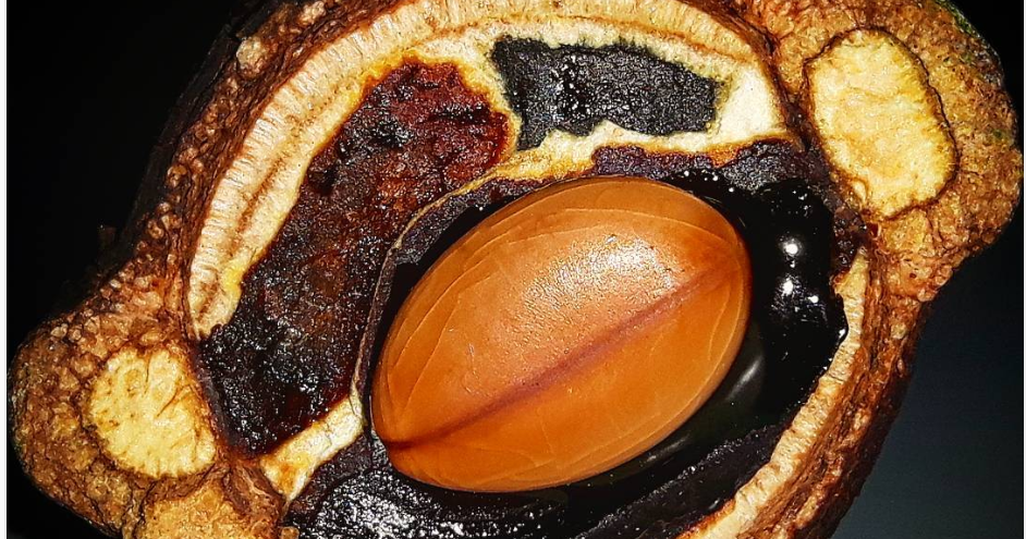 Fabaceae - Leguminosae no Brasil: The role of the testa during ...