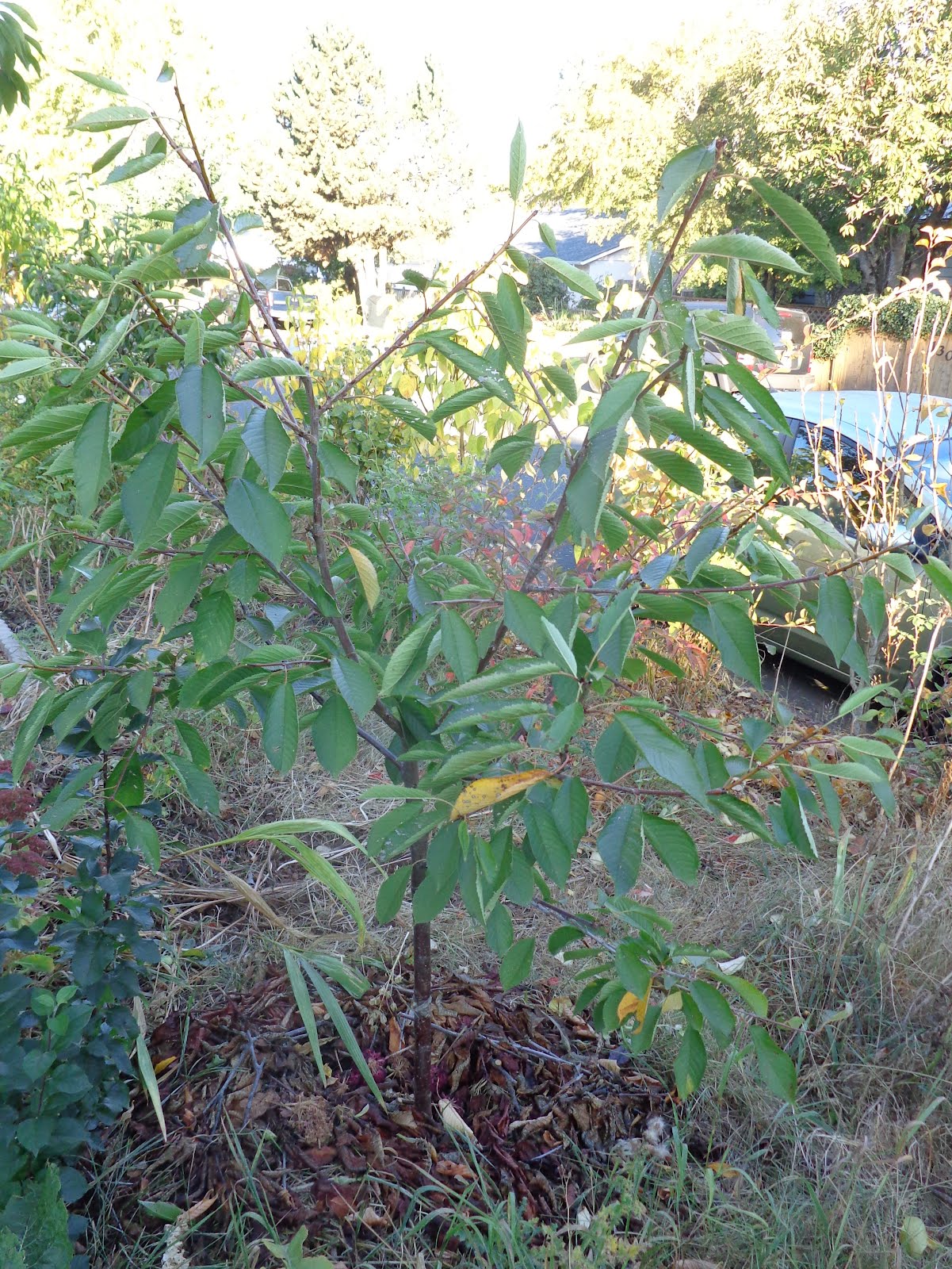 Daniel's Pacific NW Garden: Moving a 4 year old cherry tree