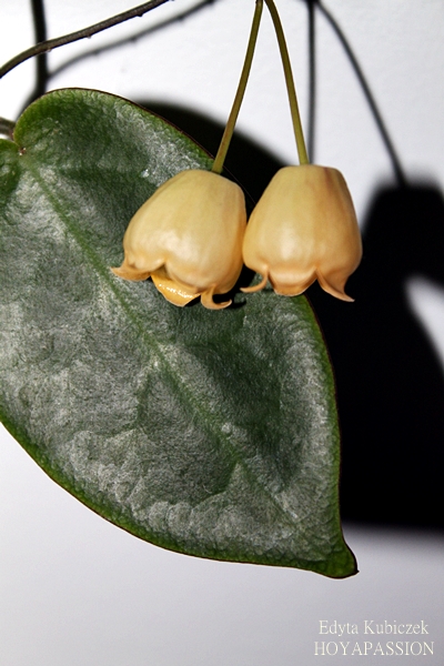 Hoyapassion: Hoya inflata