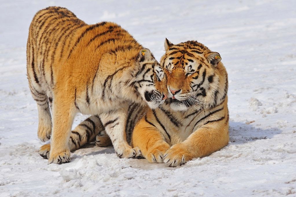 Tigres - Grandes Felinos Selvagens: Tigre siberiano (Panthera tigris ...