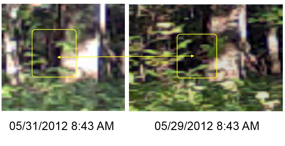 The Bigfoot Field Journal: Bigfoot and Infrasound