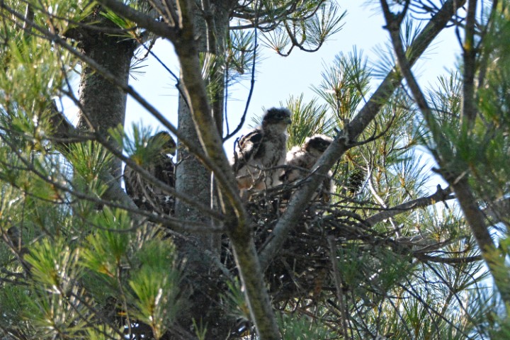 Ottawa Area Birding: Merlin Nest with 3 or 4 Young