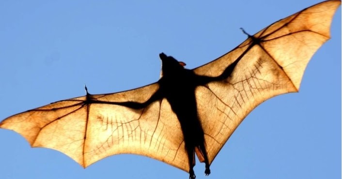 White Wolf : Meet the World's Biggest Bat Threatened Today With ...