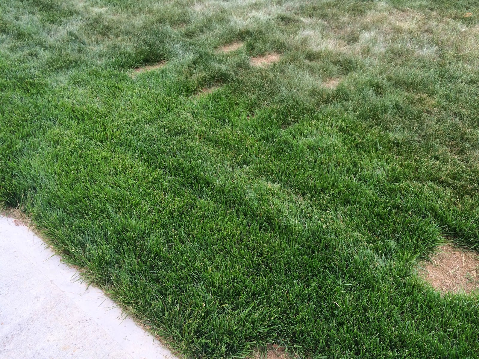 Smart Turf: Be on the Lookout for Dry Turf Conditions