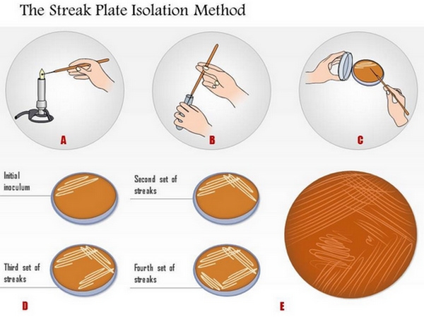 Perbedaan isolasi secara pour plate, streak plate, dan spread plate