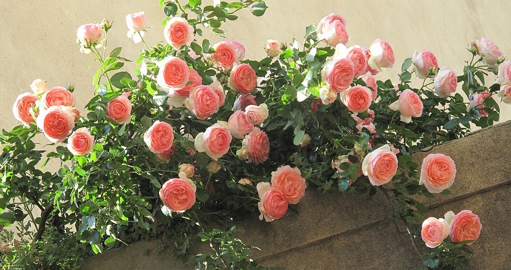 Avignon in Photos: Over the wall