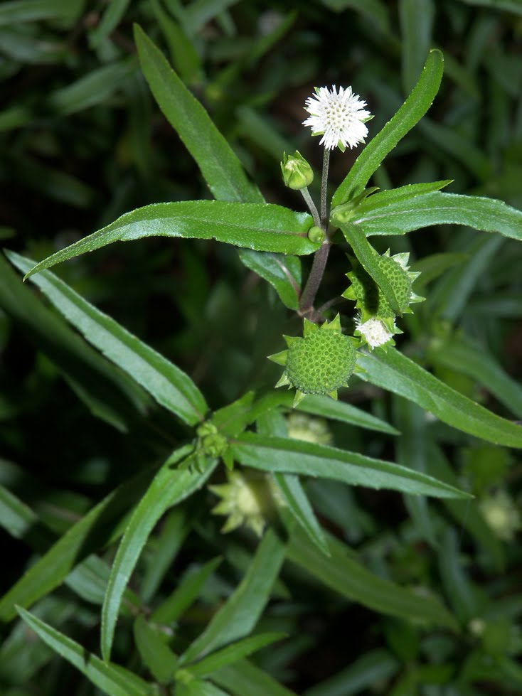 FLORA DE MISIONES Argentina: Eclipta prostrata (L.) L.