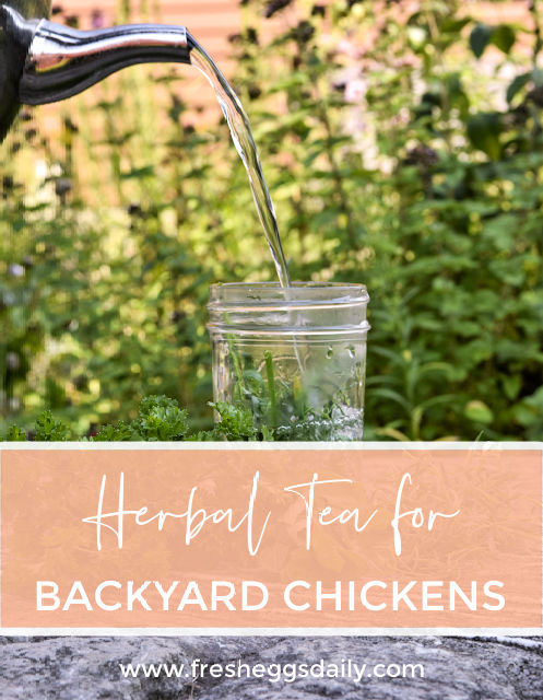Herbal Tea for Backyard Chickens - Fresh Eggs Daily® with Lisa Steele