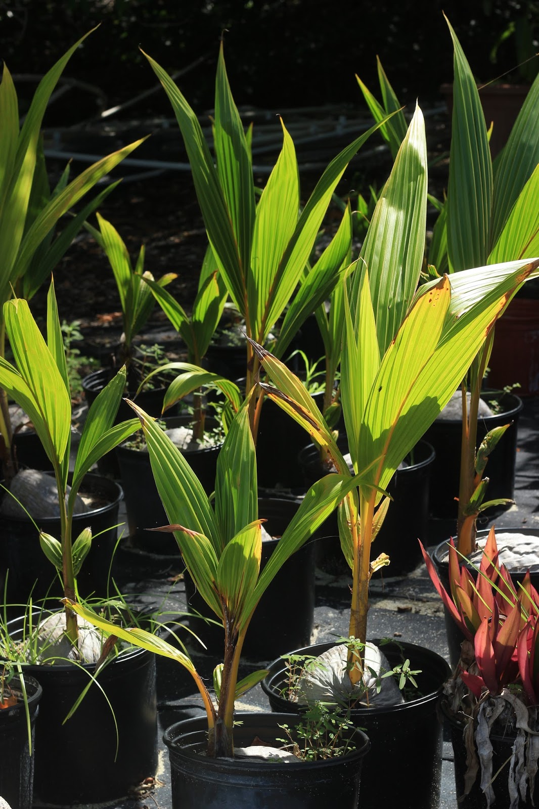 Small Hope Bay Lodge Andros Island Bahamas: Our Coconut Farm and Garden