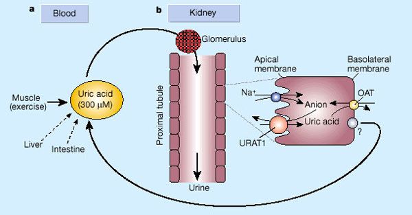 Gout in animal, Gout in Bird, Causes of Gout in animal - veterinary online