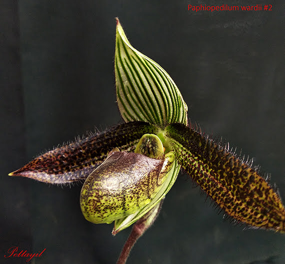 Paphiopedilum wardii Summerh.