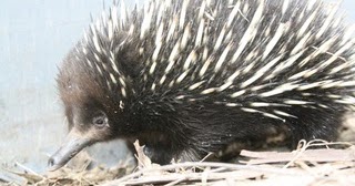 About Echidna's and what to do when you find one