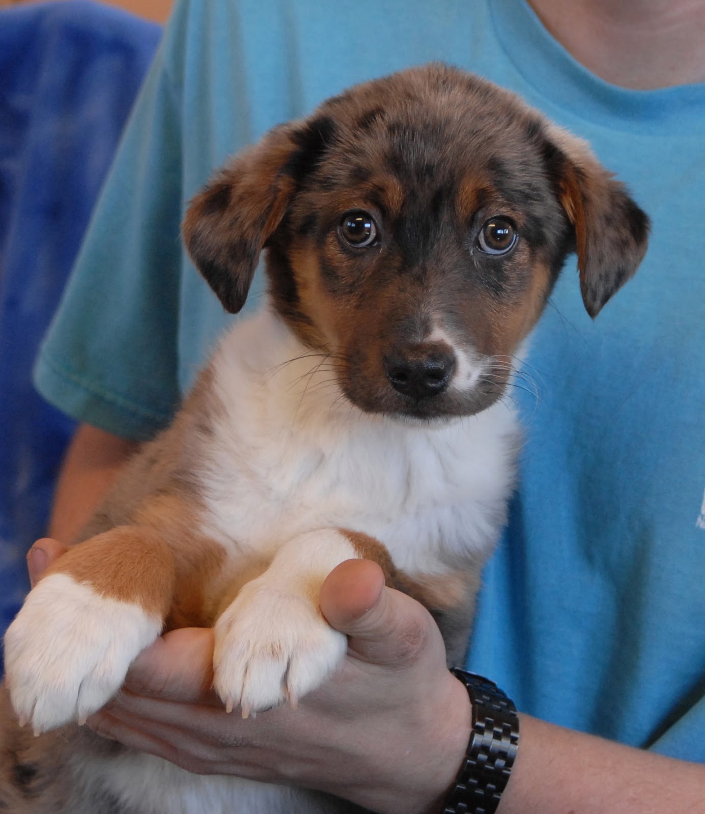 Xena and Yo-Yo, Australian Shepherd puppies debuting for adoption.