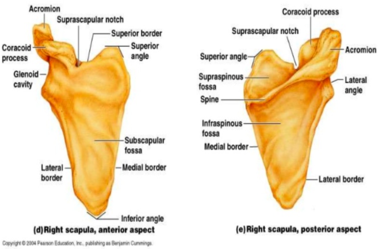 Scapula - Medically
