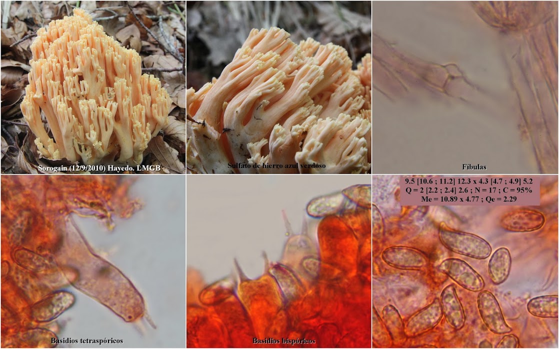 Microscopía de hongos. Vol 4. O - R: Ramaria formosa