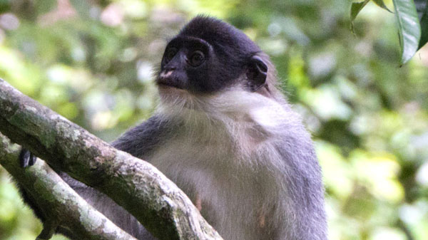 Extinct dracula monkey | Xvista