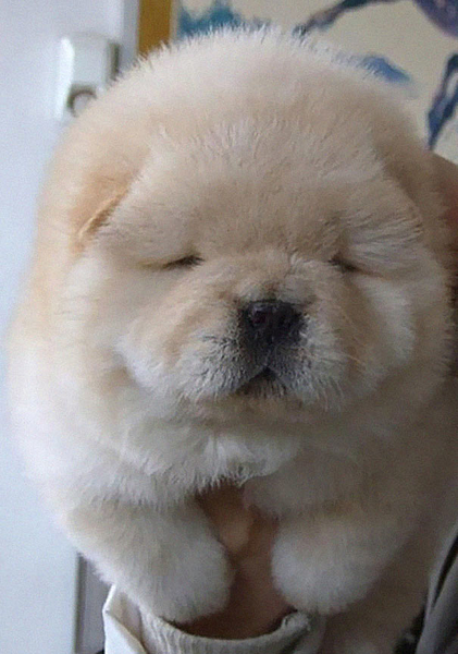 qpapp: [강아지종류] 중국사자개로 유명한 차우차우! [Dog kind] Chow Chow is Famous Chinese ...