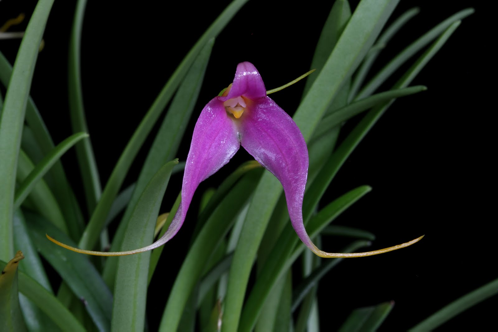 Orchids in Bloom: Masdevallia lamprotyria