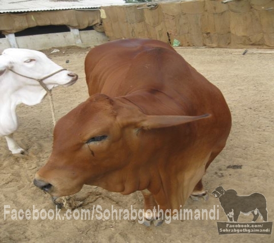 Sohrab Goth Gai Mandi Photos Gallery: Dilpasand Cattle Farm 2012