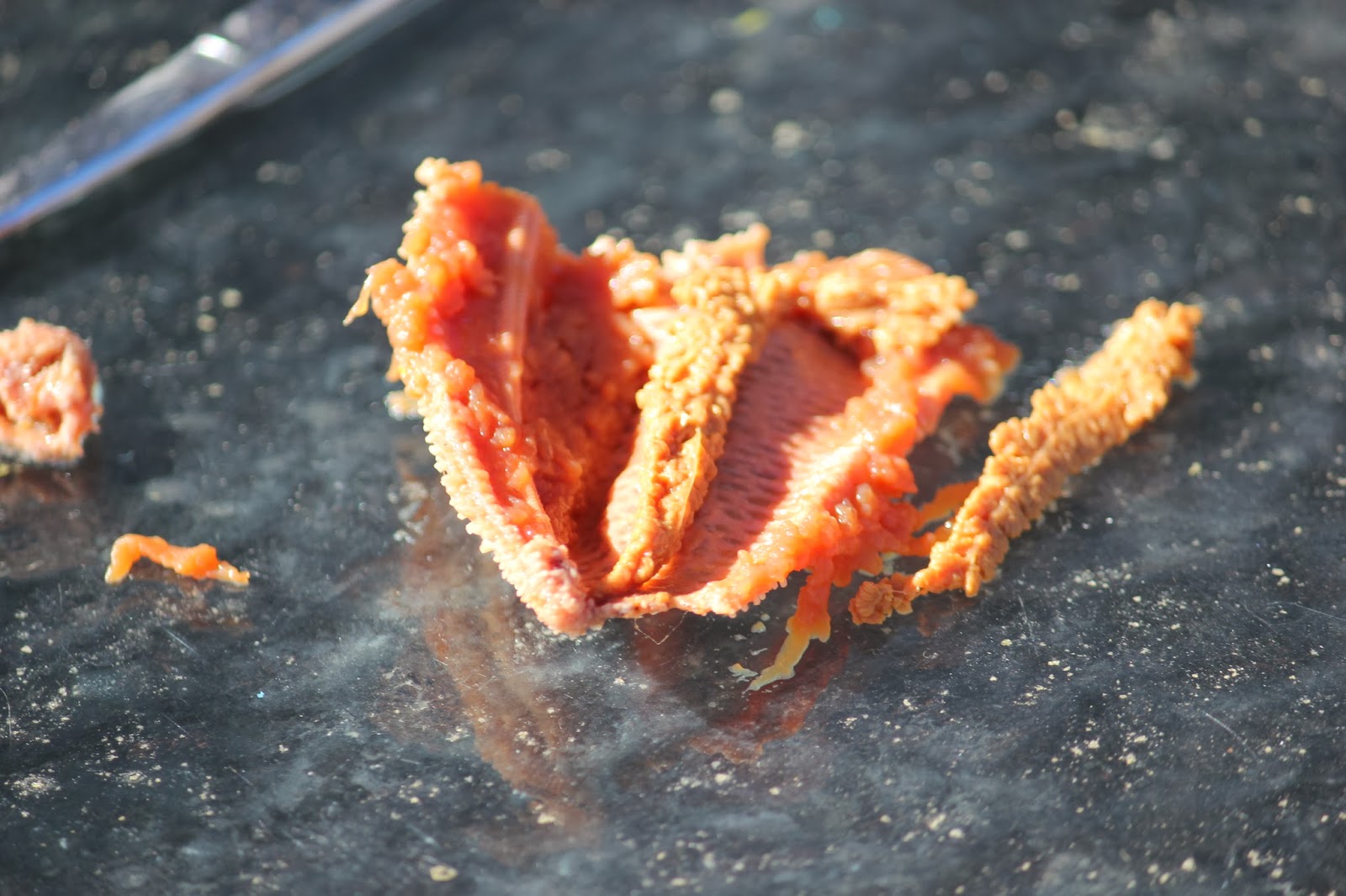 Horsing Around At Home: Marine biology: Sea stars (starfish).