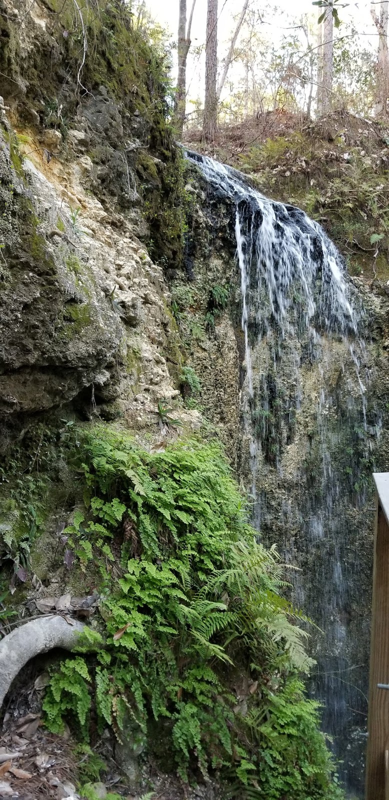 DebbieCPhillips-Photography: Falling Waters State Park, Florida