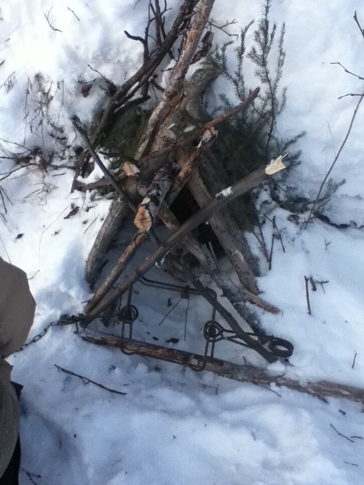 An Alaskan Panda's Life: Wolverine