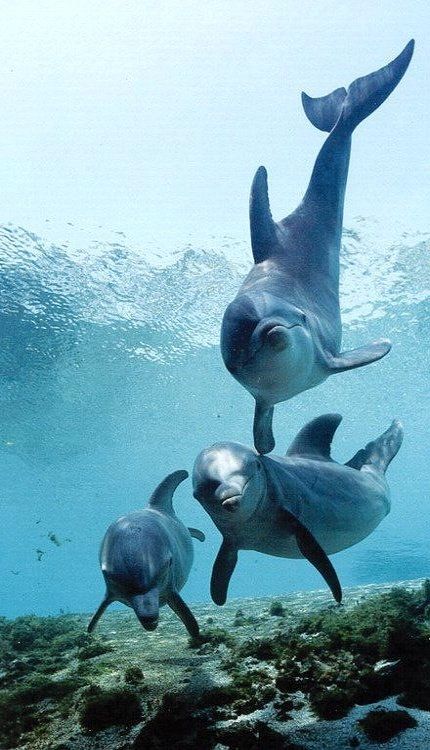 DLA KAŻDEGO: DELFINY