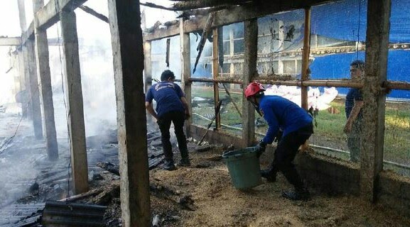 Kebakaran Hebat Hanguskan Kandang Ayam Di Blitar - Kuwaluhan.com