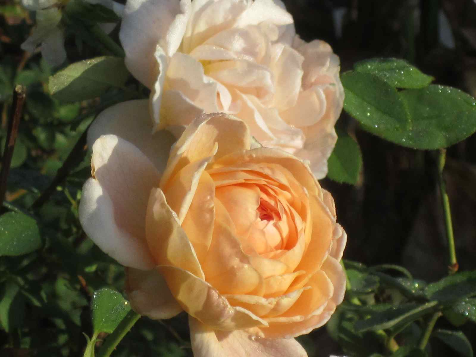 Roses and Other Gardening Joys: My Favorite Austin - So Far!