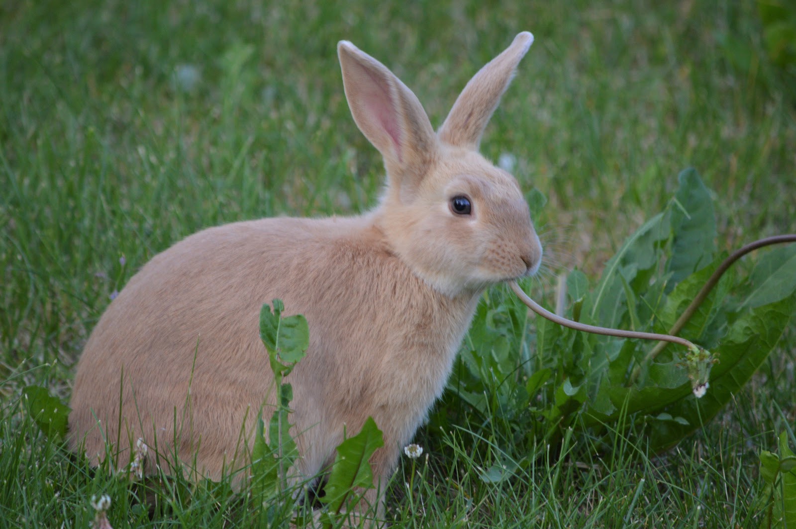 Courageous Joy: Blondie - the Free Range Bunny
