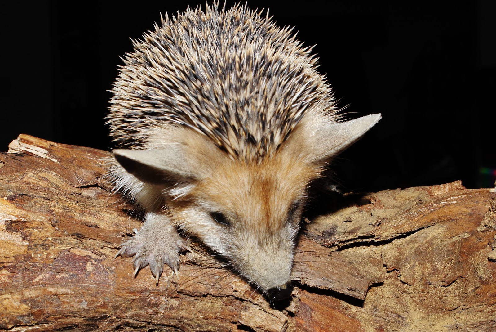 Biodiversity of Cyprus by NGO Protection of the Natural Heritage and ...