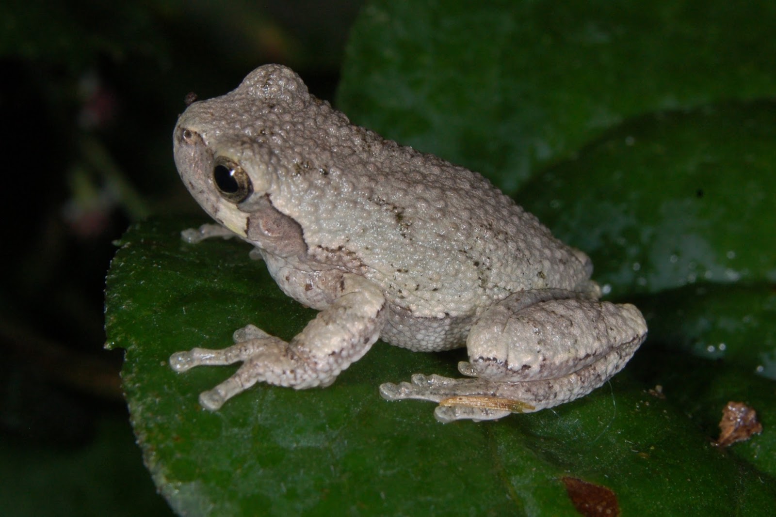 Champlain Islands' Nature: Gray Treefrog