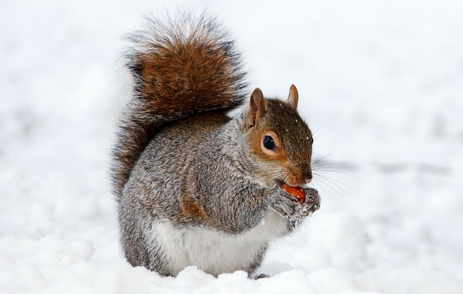 Ilmaisia kuvituskuvia: Oravat