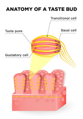How taste buds works.... - UREKA the media for science