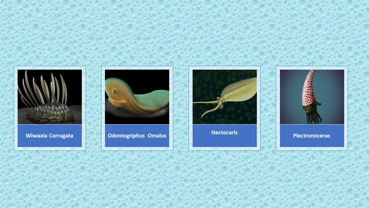 Yacimiento Paleontológico de Murero: EL PERIODO CÁMBRICO