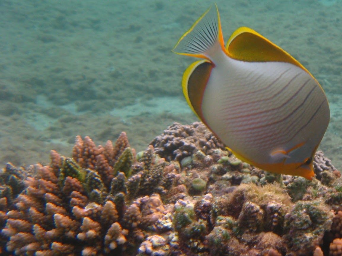 Lagons de la Réunion et ses poissons tropicaux: 2012 20 mai Lagon St Pierre