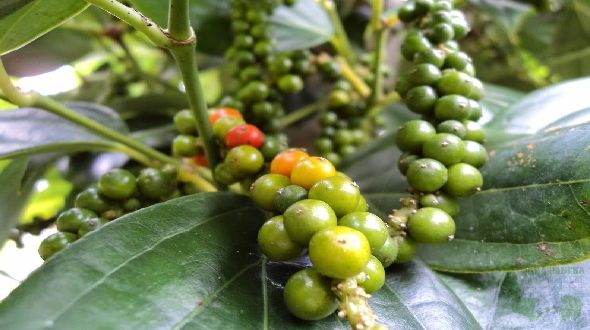 Tanaman Lada (Piper nigrum L) Tumbuhan Rempah Penyedap Makanan - Area ...