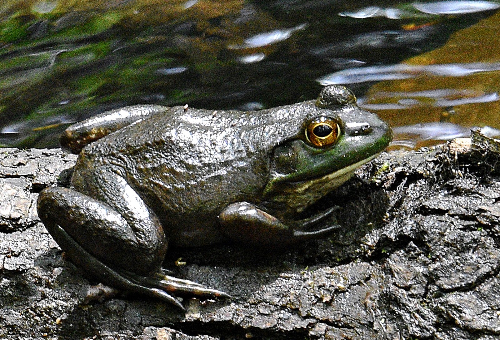 Den'sphotogallery: Frog Portfolio