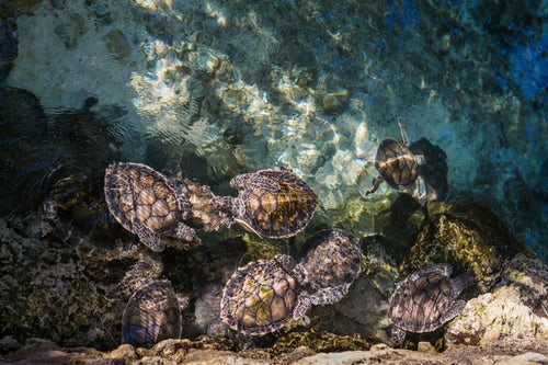 Biodiversity biodiversity